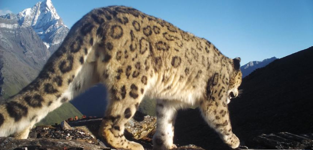 Chinese researchers conduct satellite tracking of wild snow leopards ...