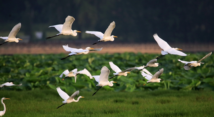 English--People's Daily Online