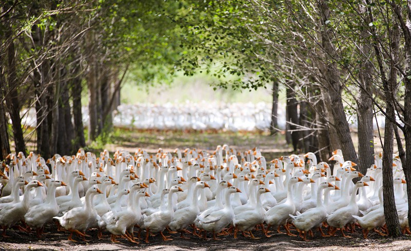 In pics: White-goose industry prospers in county of NE China's ...