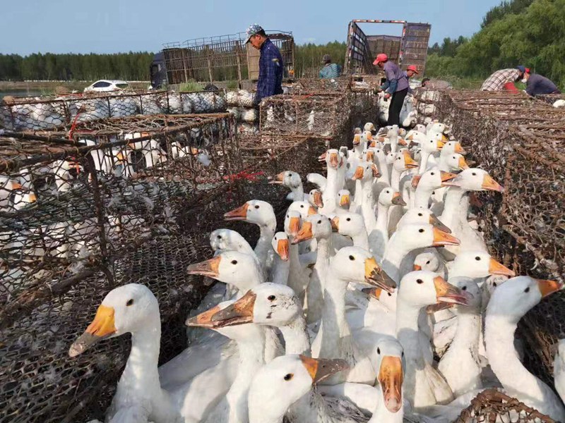 In pics: White-goose industry prospers in county of NE China's ...