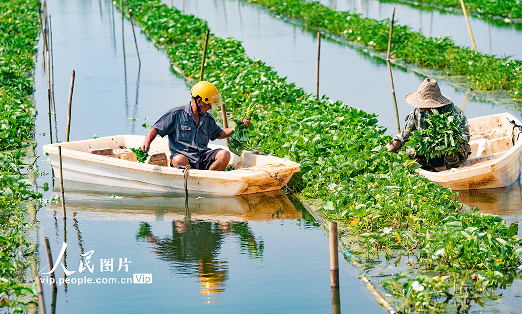Farmers harvest vegetables grown at green aquaponics base in China's ...