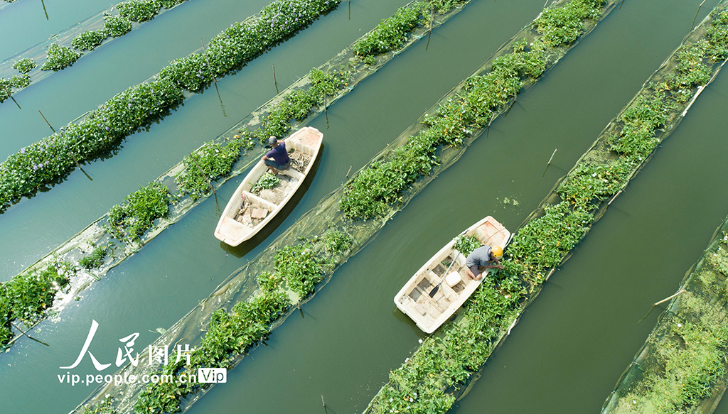 Farmers harvest vegetables grown at green aquaponics base in China's ...