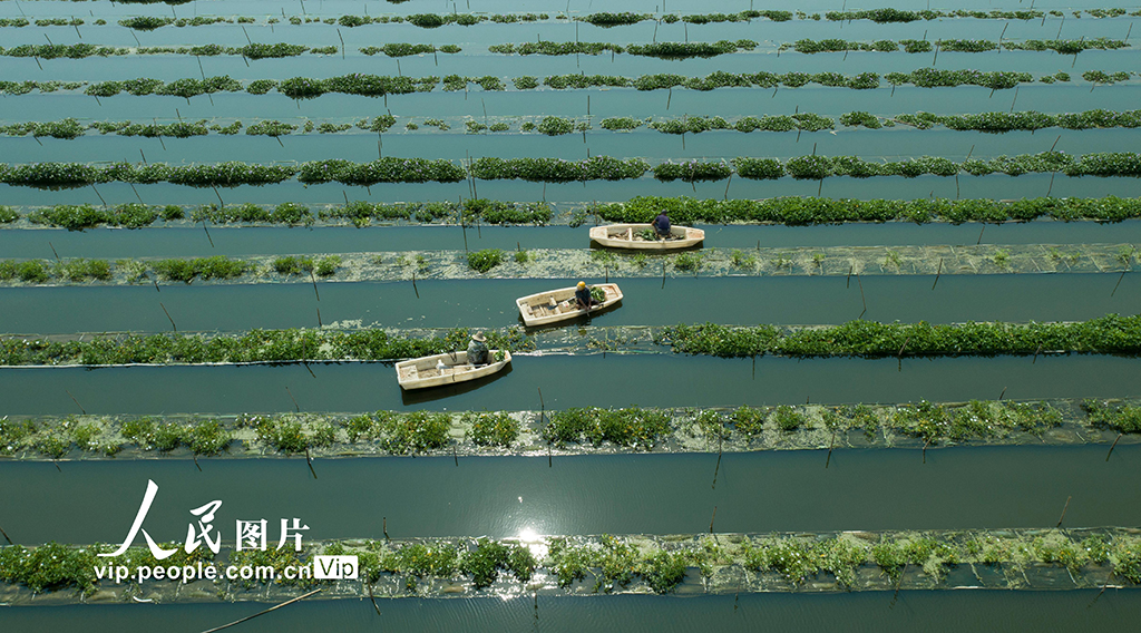 Farmers harvest vegetables grown at green aquaponics base in China's ...