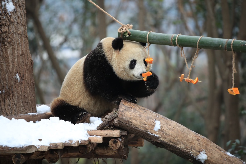 Pandas enjoy snow in SW China’s Chengdu - People's Daily Online