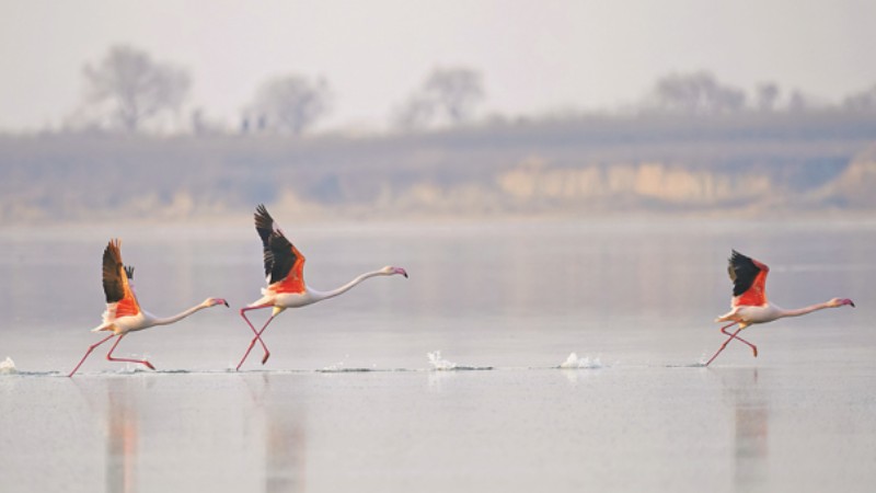 English--People's Daily Online