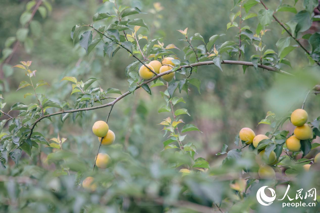 Green plum harvest commences in Yongtai county of SE China's Fujian ...