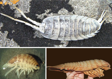 Ten greatest animal moms - Female Sea Louses - People's Daily Online