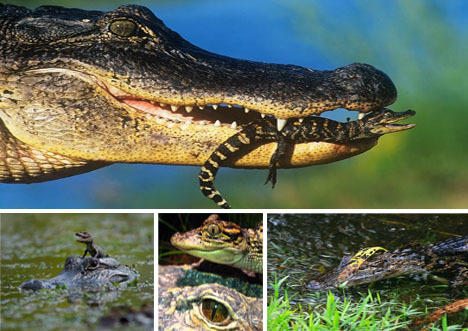 Ten greatest animal moms - alligator - People's Daily Online