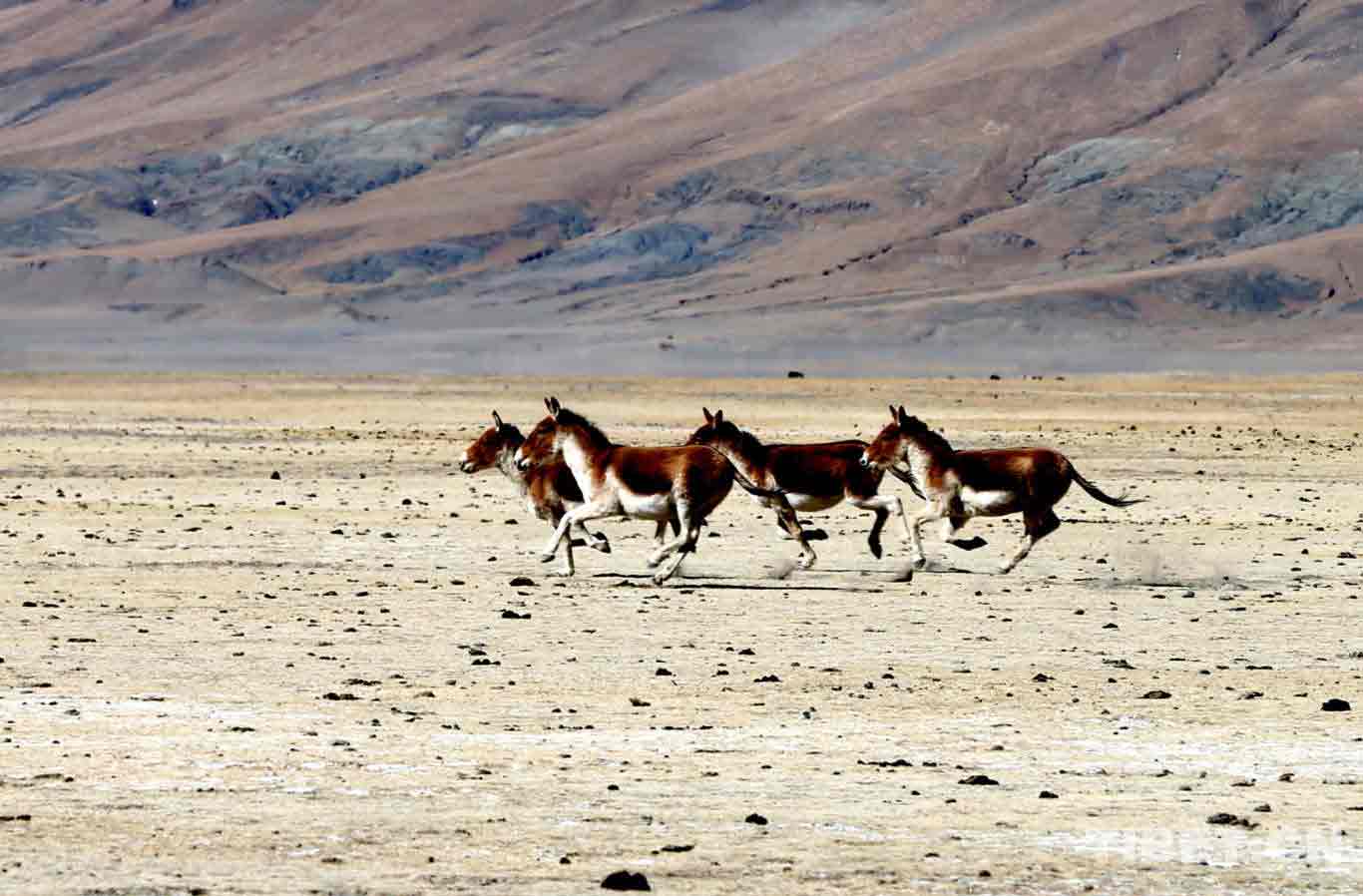 An encounter with wild animals in Tibet (10) - People's Daily Online