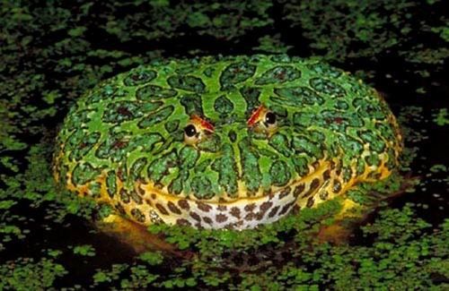 Worlds Ugliest Frog Common Toad Wikipedia