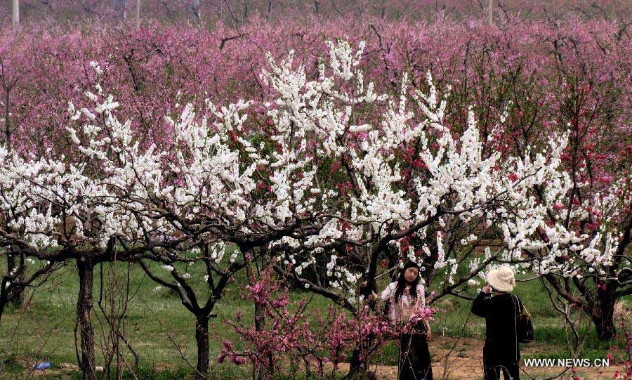 Tourists enjoy blooming peach blossoms on outskirt of Beijing (5 ...