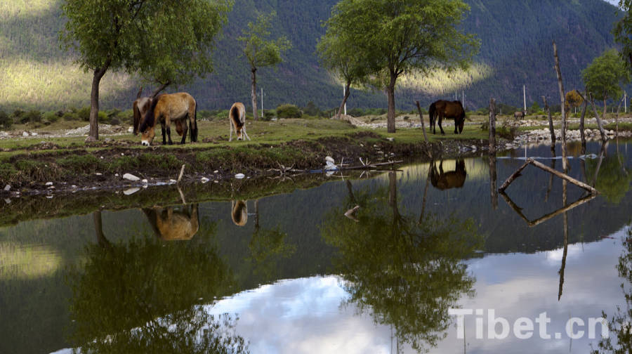 Nyang River in Nyingchi Prefecture,Tibet (2) - People's Daily Online