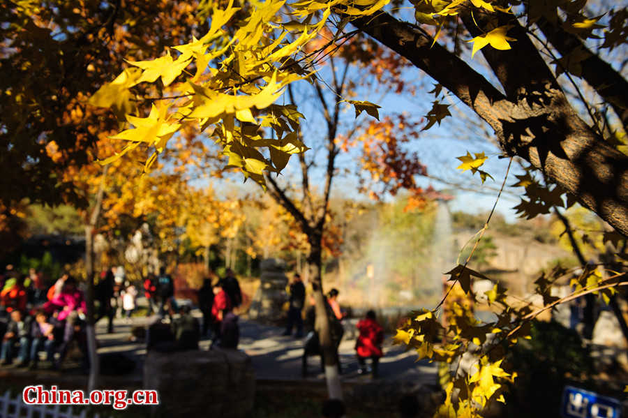 Maple leaves turn golden in Beijing - People's Daily Online