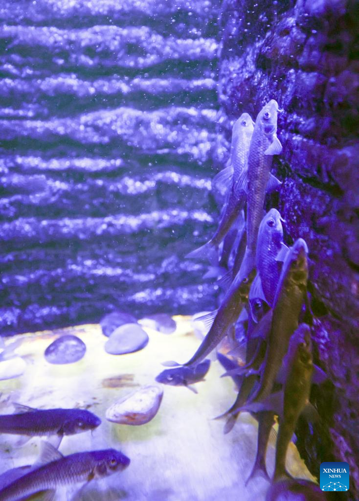 Fuyuan in NE China makes efforts to develop its distinctive cultural ...