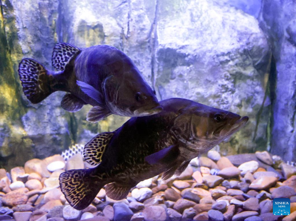 Fuyuan in NE China makes efforts to develop its distinctive cultural ...