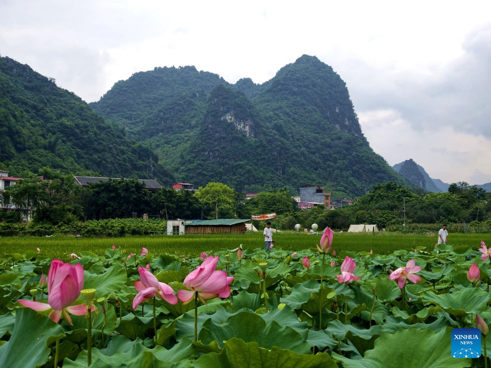 Lotus blooms brighten summer landscapes across China - People's Daily ...